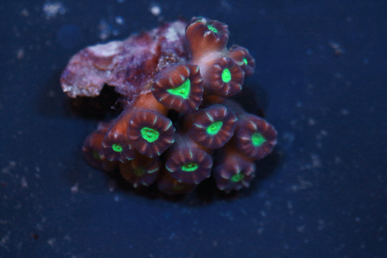 Australian Coral Sales - Caulastrea - Green eye